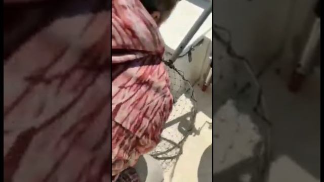 Ловля симы на оснащённую троллинговую блесну от Mr. Musurok #shorts