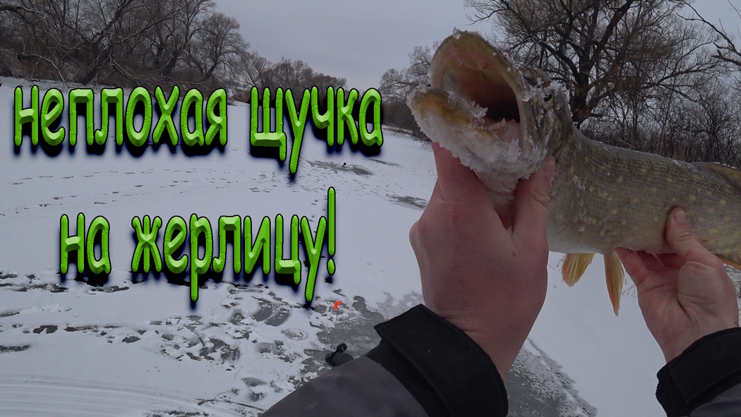 Достойная щука на жерлицу!