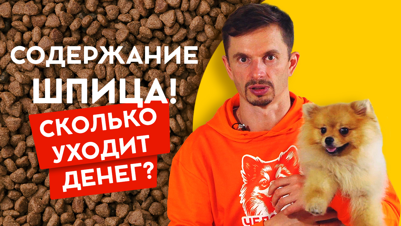 Сколько стоит содержать шпица.