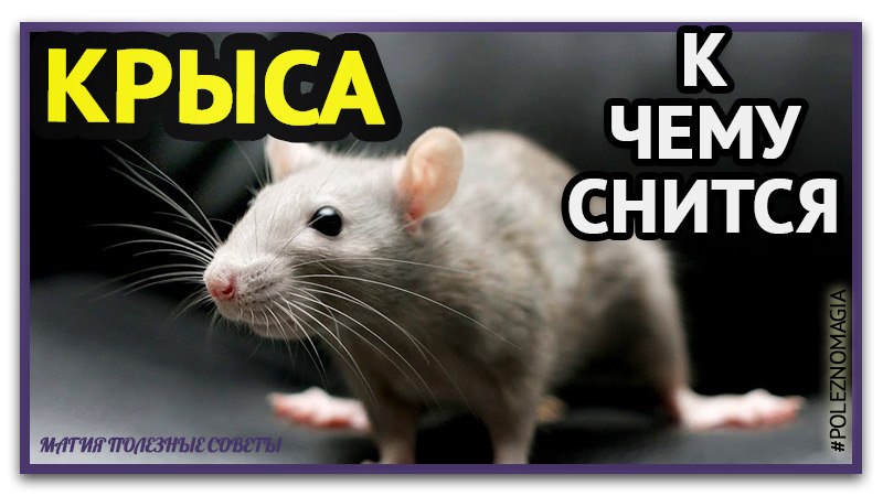 К чему снятся крысы по соннику. Толкование снов про крыс. Сонник Крыса.Если снится мышь.