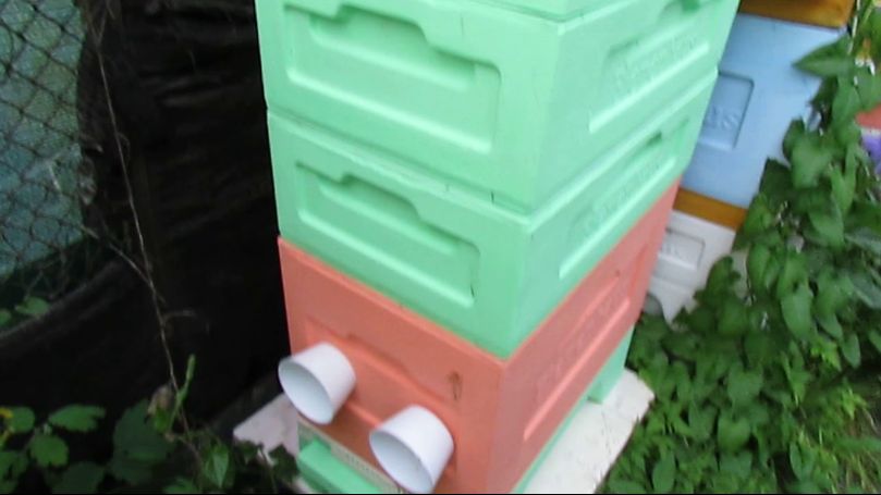 противороевой корпус сверху гнезда пчел через потолочину, чтобы пчелы в ройку не пошли