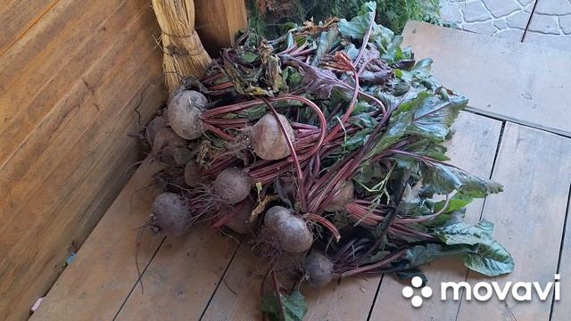 Сбор свеклы от 30.09.23