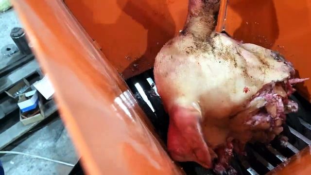 Измельчение свиной головы. Дробилка для КРС, костей, шкуры. Шредер ИШМ-220 толщина ножей 20 мм.