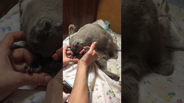 Роды Шотландской кошки.Кошка Киса 5 лет