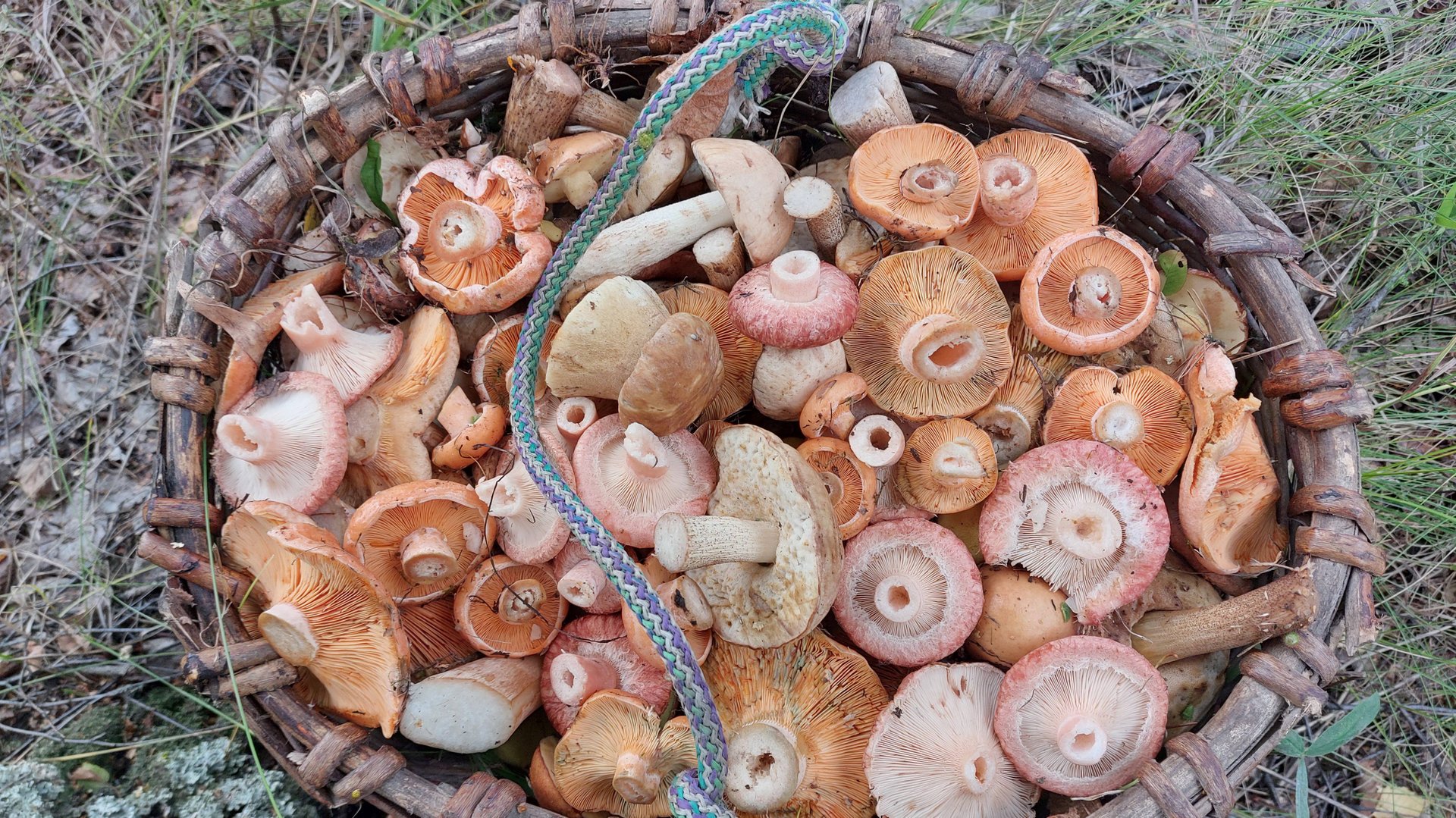 Море грибов! Рыжики, белые, подберёзовики, волжанки!