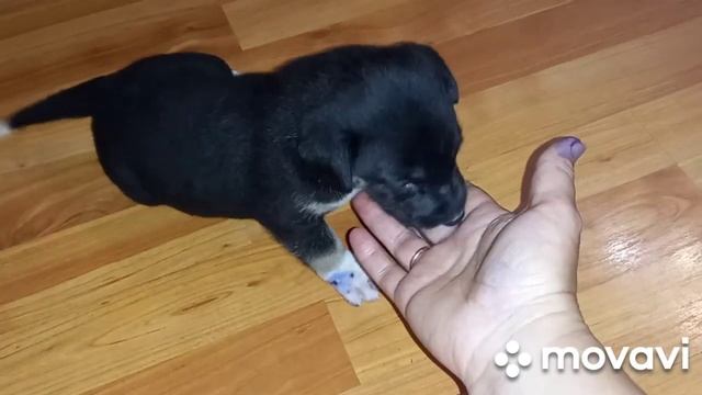 ❗ЩЕНКИ РАСТУТ, ИМ УЖЕ ПОШЛА 4 НЕДЕЛЯ?