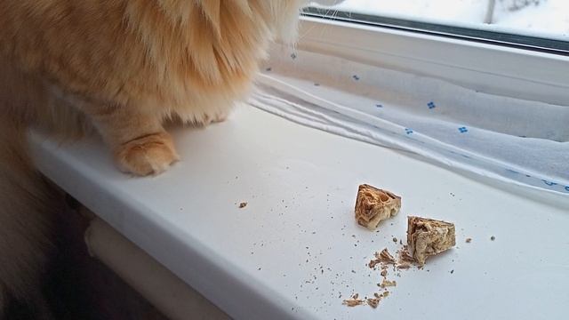 Барсик кушает вкусняшку