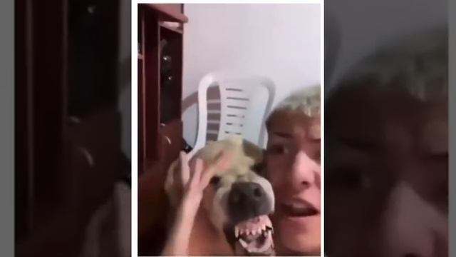 Собачий битбокс