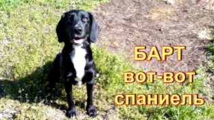 Барт - вот-вот спаниель на передержке
