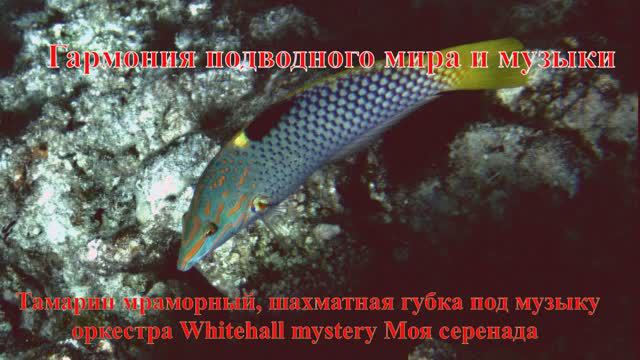 54.Тамарин мраморный, шахматная губка под музыку оркестра Whitehall mystery Моя серенада