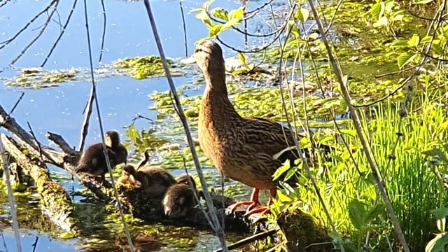 Первое появление утят на пруду - 1