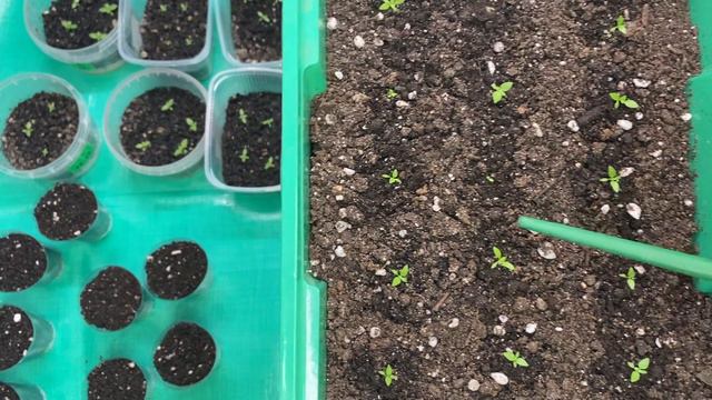 Немного о себе, о "цветанутости", "эликсир жизни" и перевалка эустом...