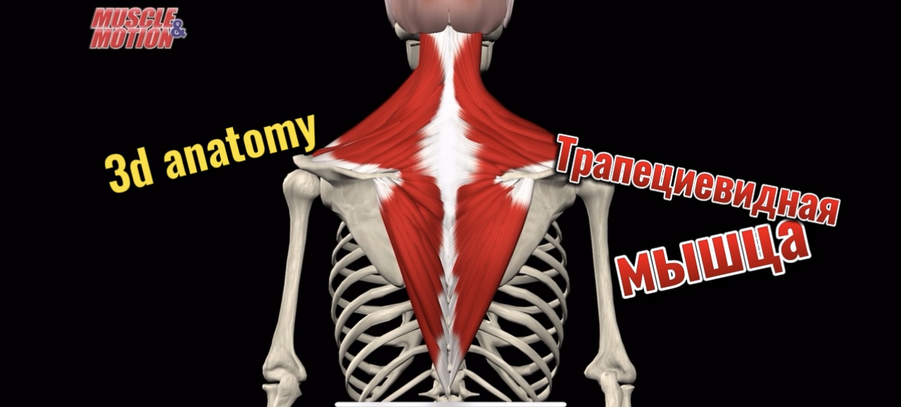 3d anatomy. Трапеция (трапециевидная мышца)