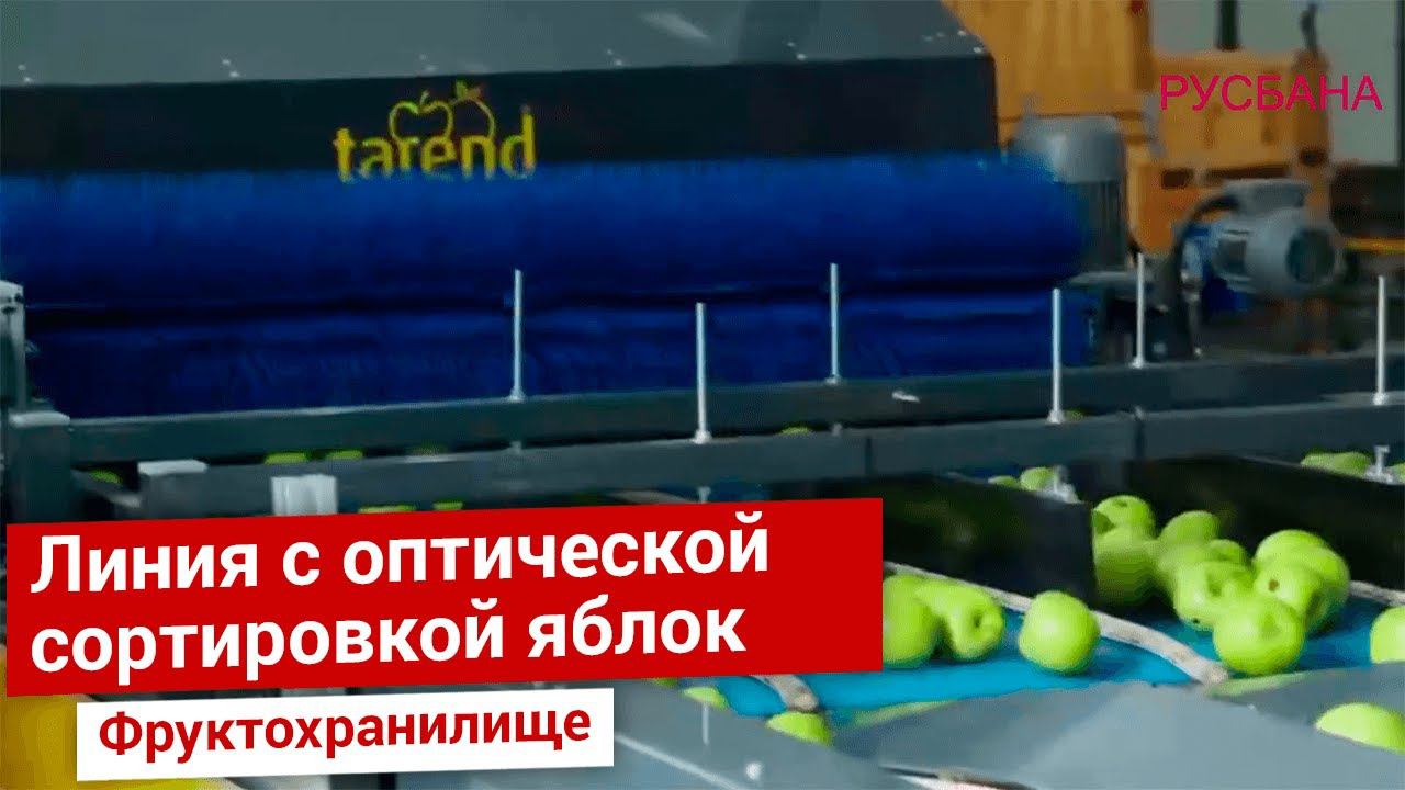 Завод в Турции TAREND | Линия сортировки яблок