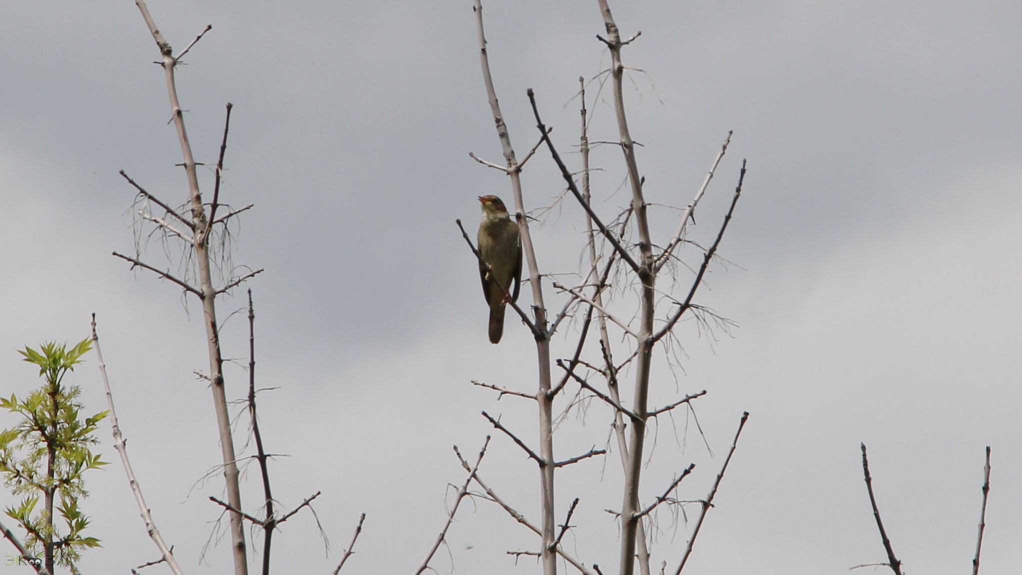 Соловей поет. Май