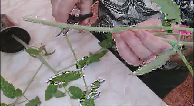 СПАСАЕМ ПЕРЕРОСШИЕ ПОМИДОРЫ! ПРОВЕРЕННЫЙ СПОСОБ!