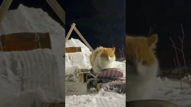 ?Смешной кот! Смешной кот съезжает с горы и врезается в оператора! Смешные видео про животных! ?