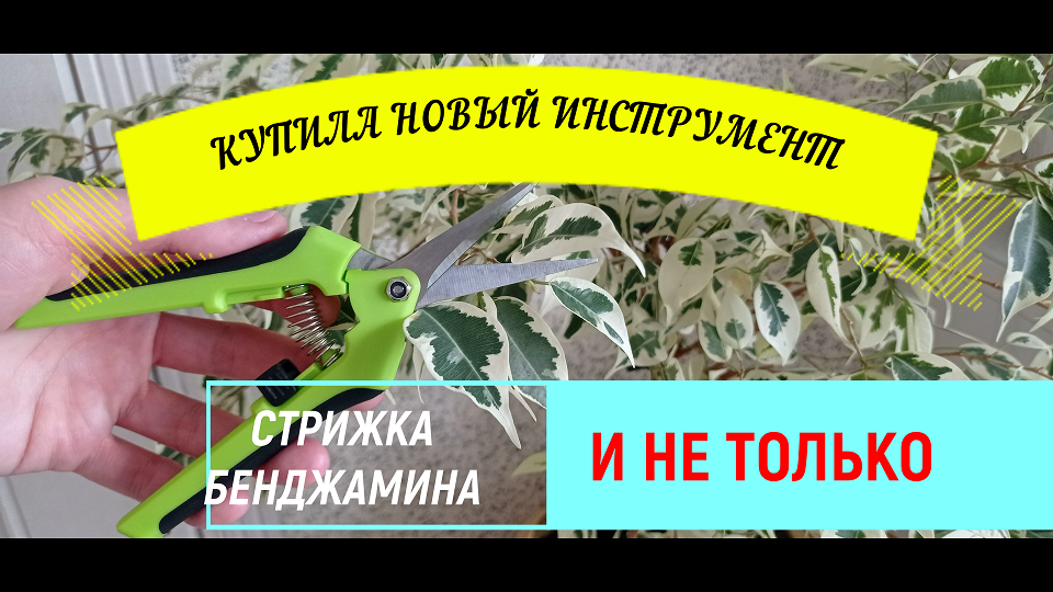 КУПИЛА НОВЫЙ ИНСТРУМЕНТ!СТРИЖКА БЕНДЖАМИНА И НЕ ТОЛЬКО!#бенджамин#стрижкабенджамина#фикус#ножницыдля