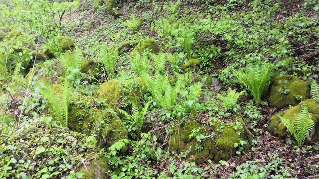 Шум дождя в лесу и пение птиц - для отдыха и сна