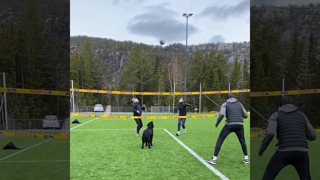 Собака играет  в Волейбол