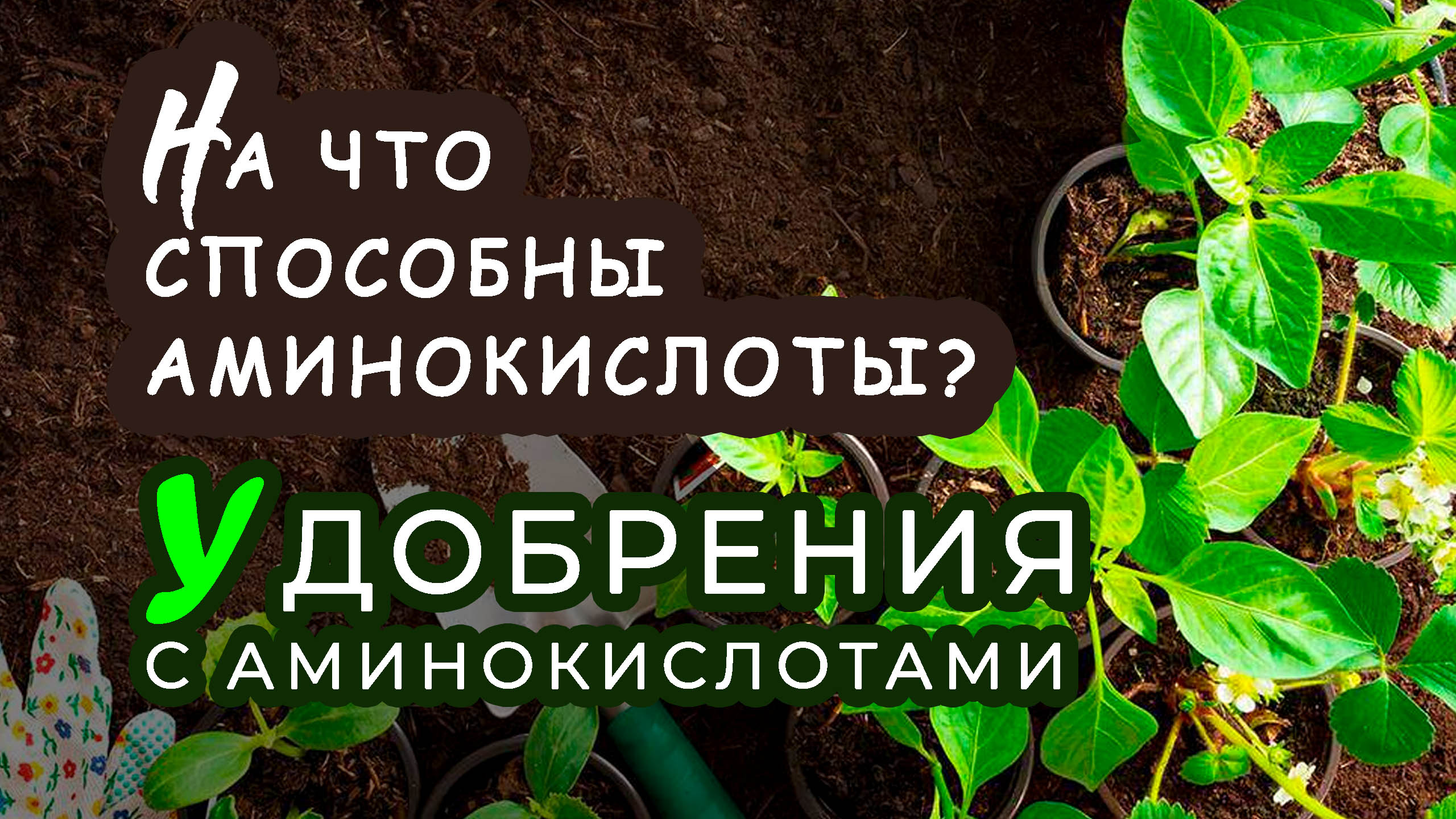 Аминокислоты для растений. Удобрения Изабион, Жива, Максифол Динамикс, Мегафол, Флорон