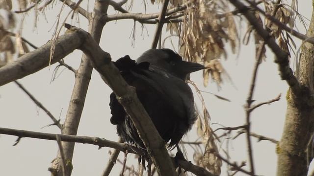 Галка разбивает семена канадского клёна.