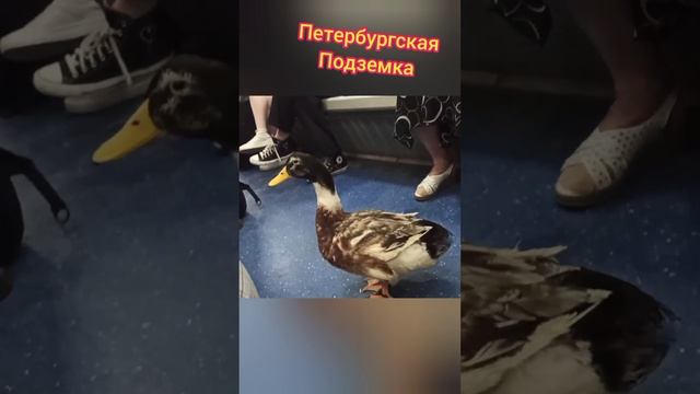 Утка в Питерской поземке