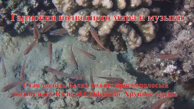 51. Стая молодь Белка солдат краснополосый под музыку Richard Calderman  Хрупкое сердце