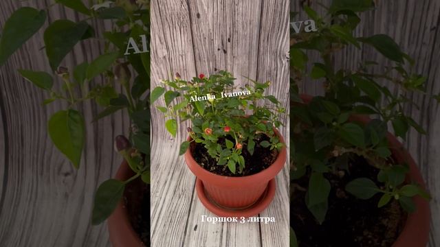 Тайланд. Мини Чили.