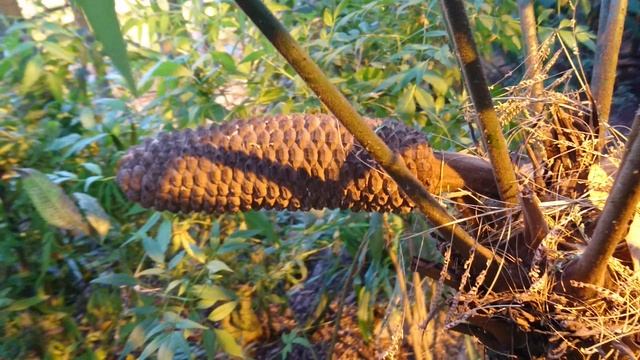 Замия (zamia poeppigiana) в тропической оранжерее ботанического сада г. Орхус, Дания. 15 дек. 2021