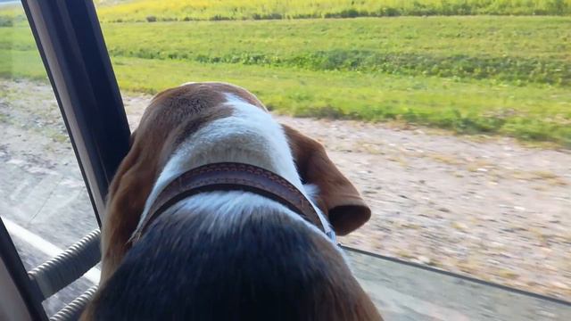 А если сильнее махать ушами, я взлечу? )))