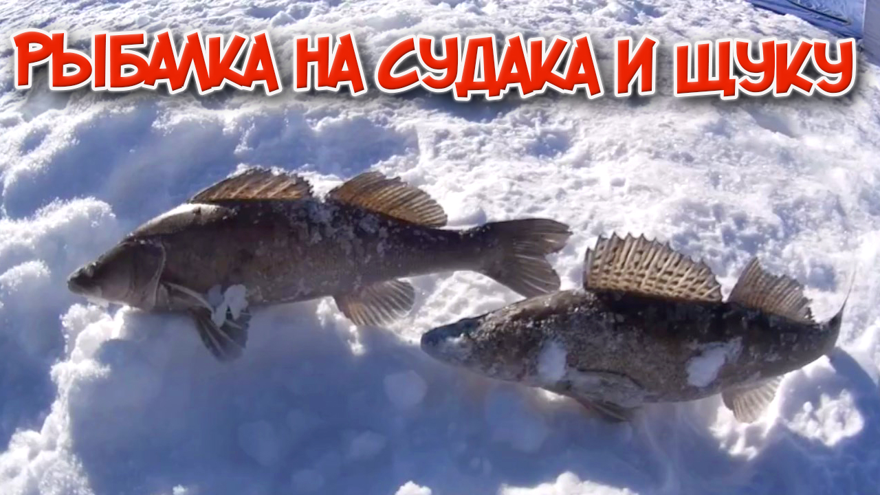 Ловля судака зимой. Ловля щуки. Зимняя жерлица.
