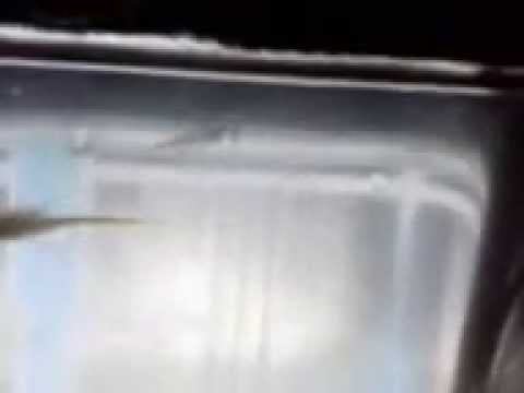 Стрептоцефалы2_30-07-14_01.01