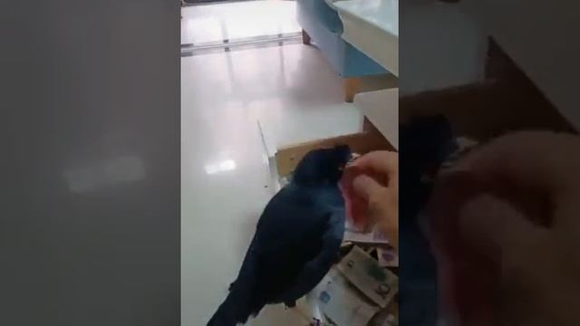 Хорошая птичка