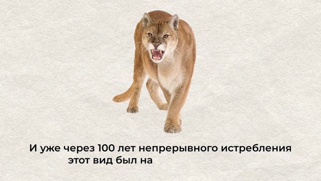 Флоридская_Пума