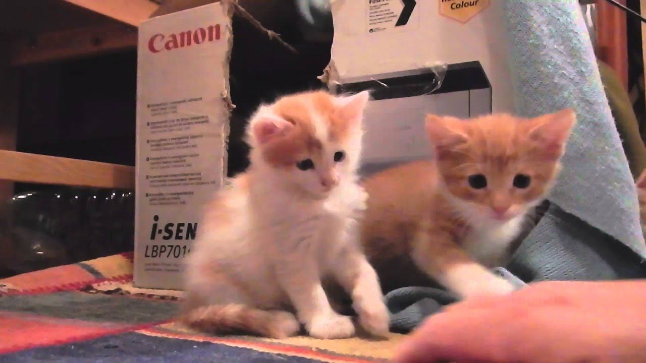 Котята учатся охотиться