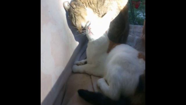 Lens:  А что Вы думаете?