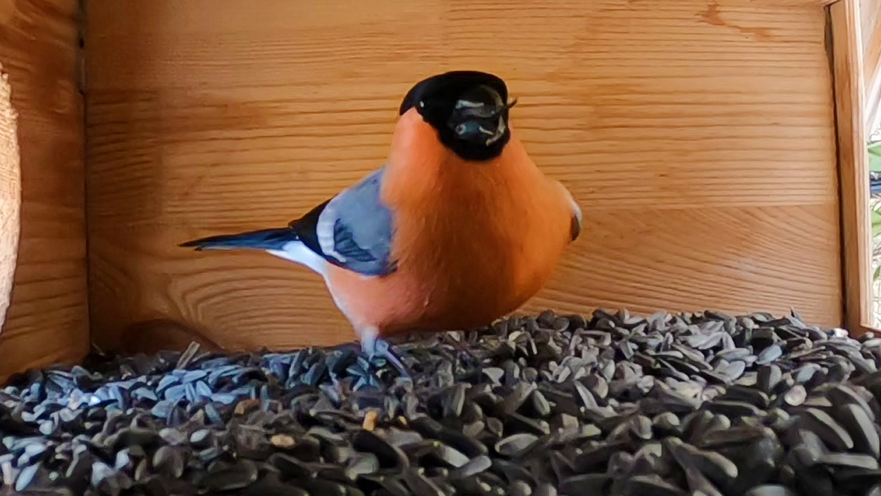 Птицы у кормушки | Буроголовая гаичка и обыкновенный снегирь | Часть 2