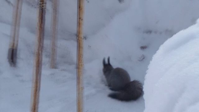 Белочка в лесу.