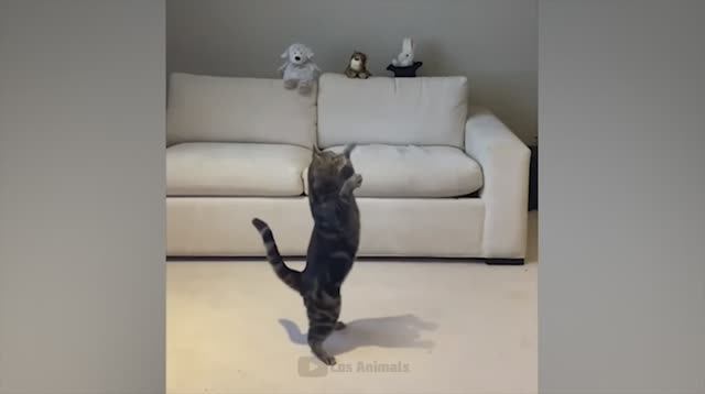 Приколы с котами и собаками #45