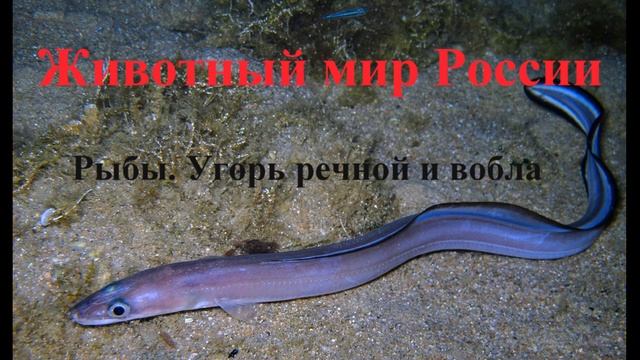 Угорь речной и вобла. Рыбы.