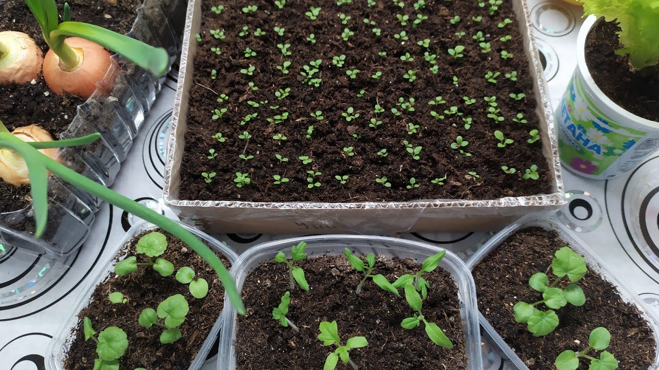 Что необходимо сделать для рассады через две недели после посева..mp4