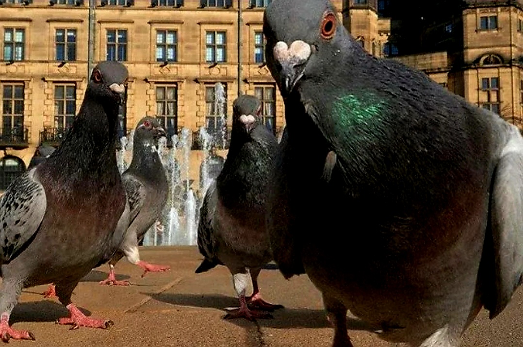 Голубиная атака