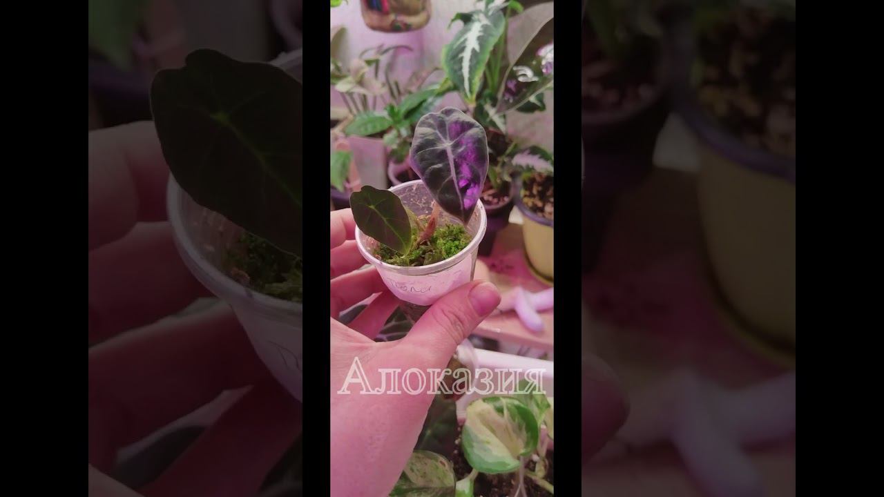 К продаже Кукулата белый вар, Полли, Жаклин