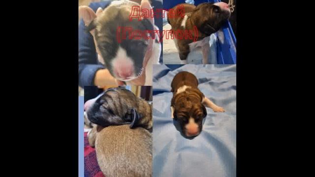 Алабашка 2 дня