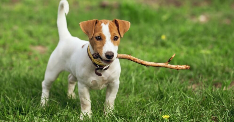 Городская выставка-племенной смотр собак всех пород «Звёздный пёс» от 22 апреля 2018 г (КСУ)