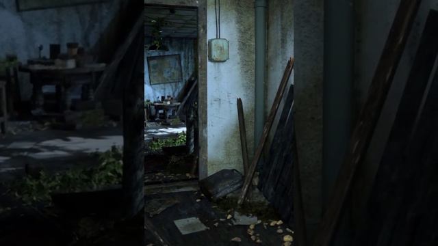 Древний лес зовет