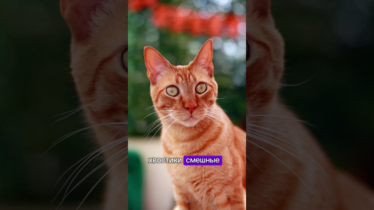 Милые котики. Розовые носики  #шортс  #котикитакиекотики
