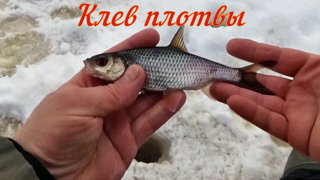 Клев плотвы на реке. Рыбалка 2021