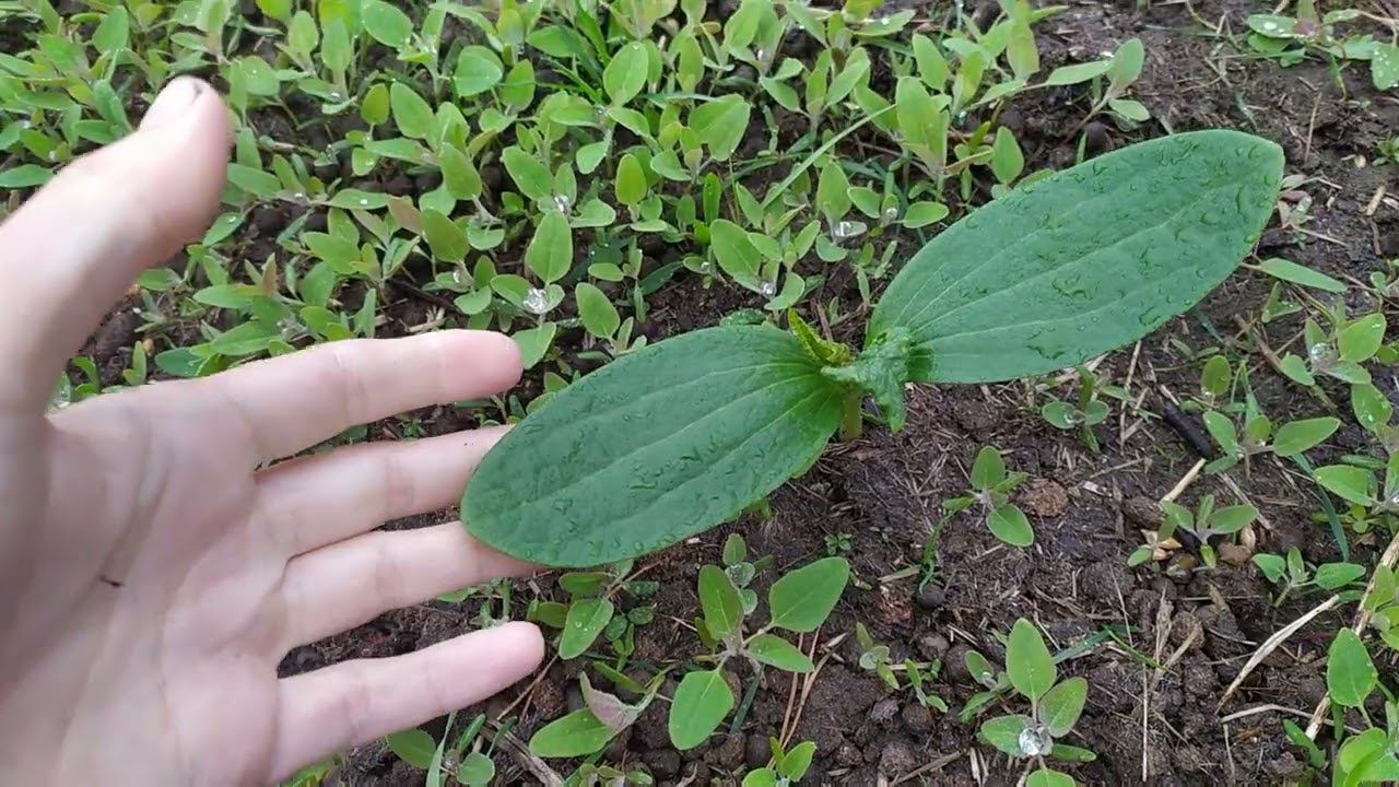 Защита #растений от #возвратных #заморозков. Эксперимент с Биогидрис. Тыква в открытом грунте жива.